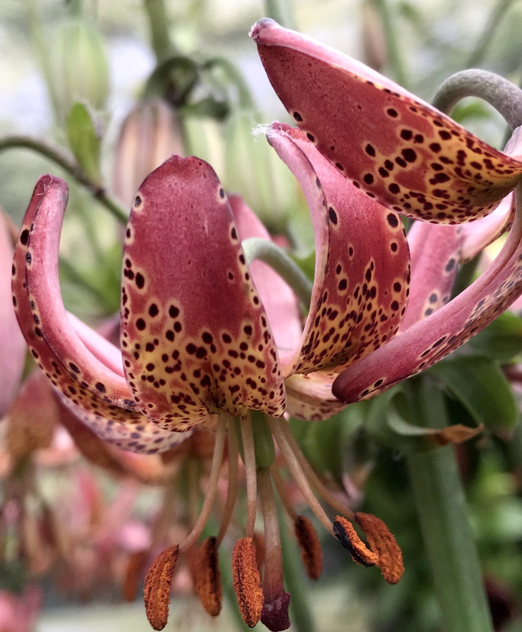 Lilies | Van Engelen Wholesale Flower Bulbs