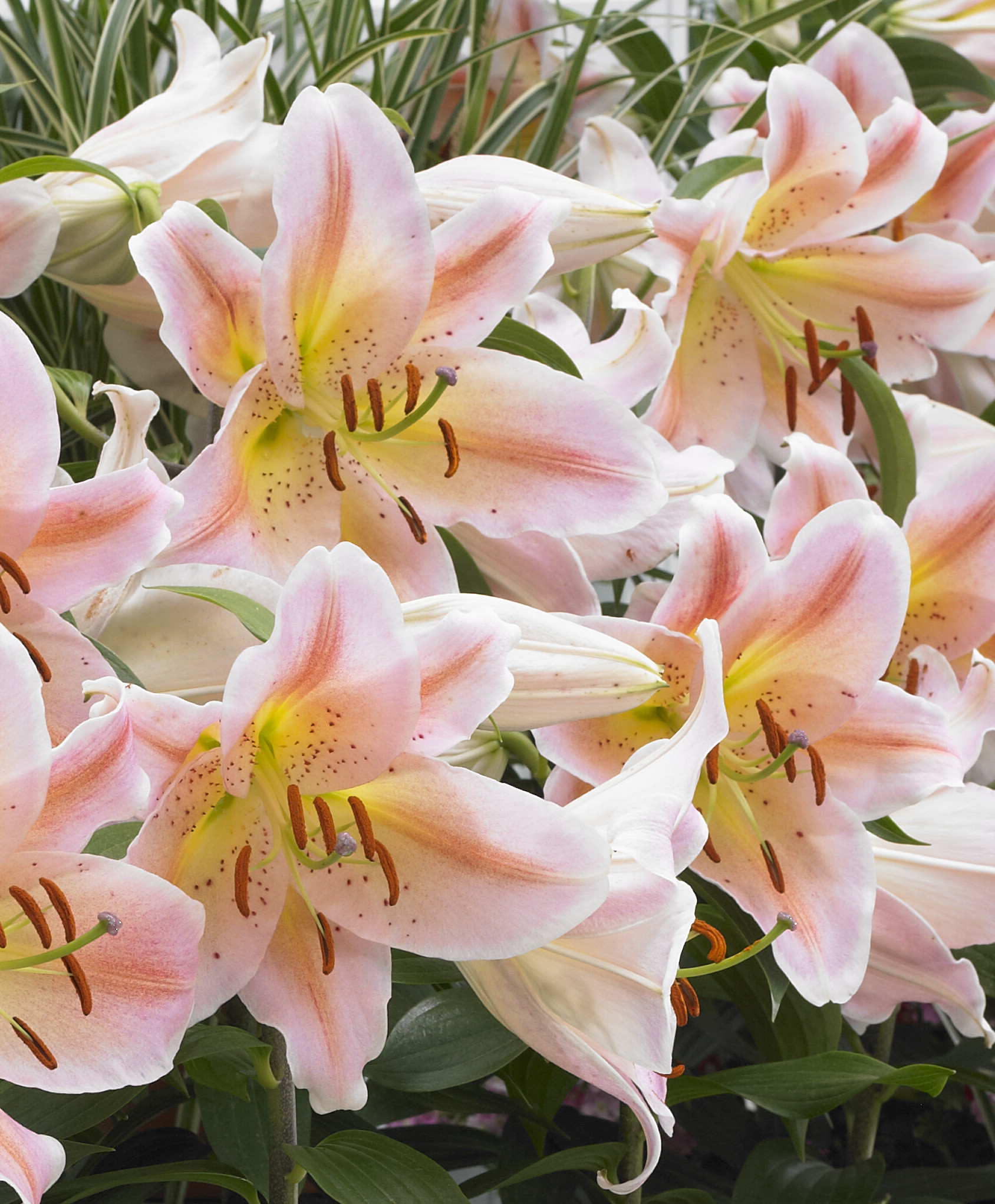Lilies | Van Engelen Wholesale Flower Bulbs