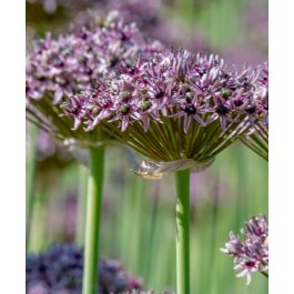 Allium atropurpureum Starlight | Van Engelen Wholesale Flower Bulbs