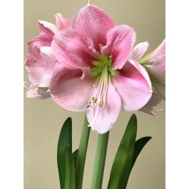 Amaryllis Blushing Bride | Van Engelen Wholesale Flower Bulbs