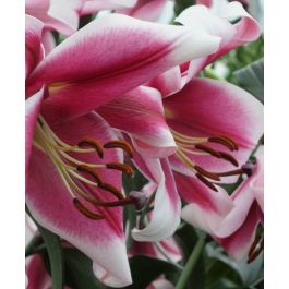 Lily Friso | Van Engelen Wholesale Flower Bulbs