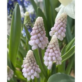 Muscari Pink Sunrise