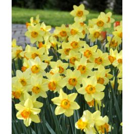 Landscape-Sized Narcissus Red Devon | Van Engelen Wholesale Flower Bulbs