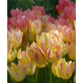 Tulip Antoinette | Van Engelen Wholesale Flower Bulbs