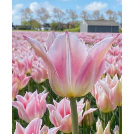 Tulip Ballade Lady | Van Engelen Wholesale Flower Bulbs