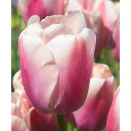 Tulip Royal Pride | Van Engelen Wholesale Flower Bulbs