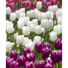 Tulip White Prince | Van Eneglen Wholesale Flower Bulbs