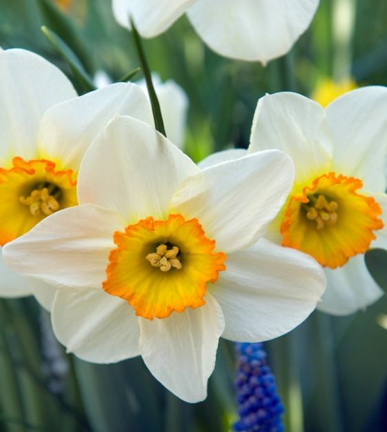 narcissus narcissus