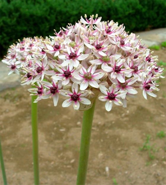 allium nigrum