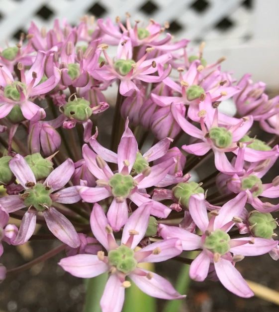 allium pink