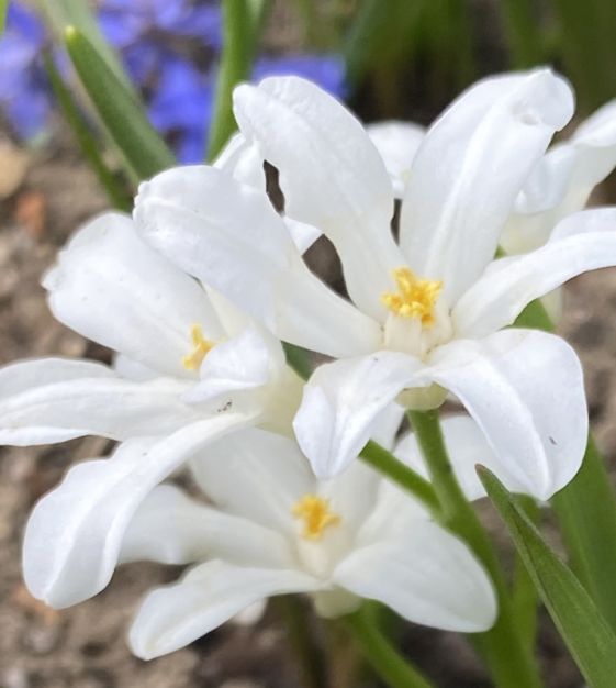 white chionodoxa