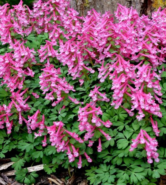 corydalis pink