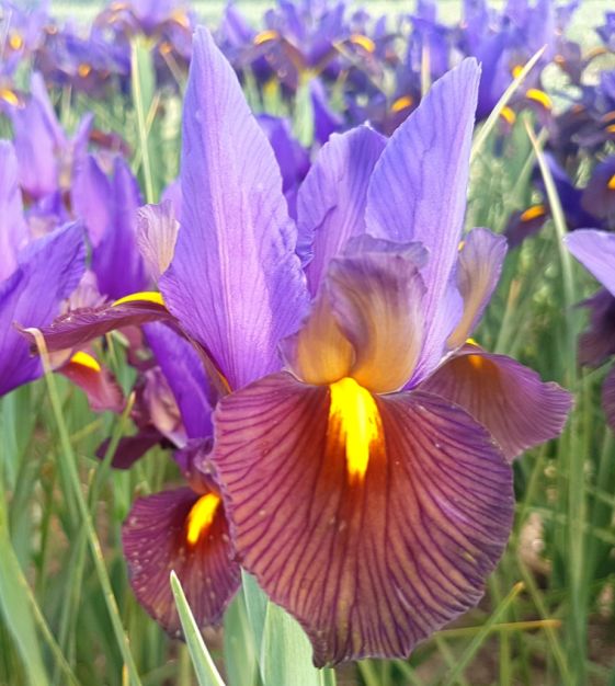 dutch iris varieties