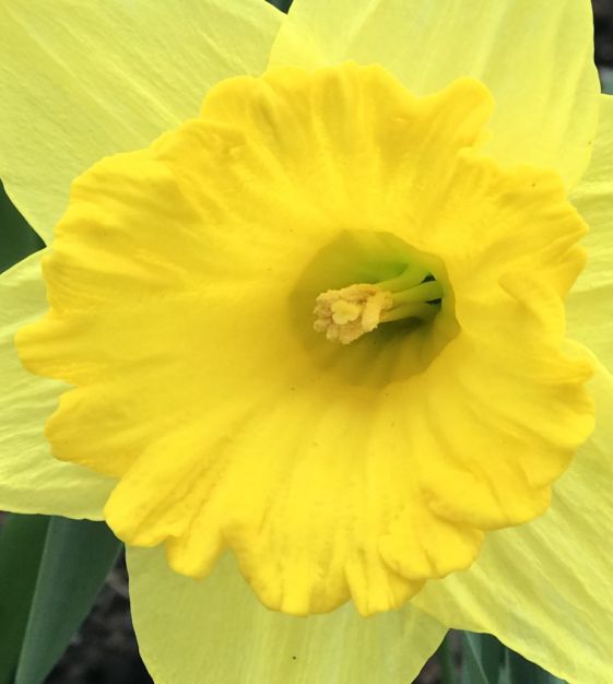 largest daffodil flower