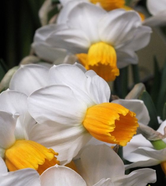 orange comet daffodil