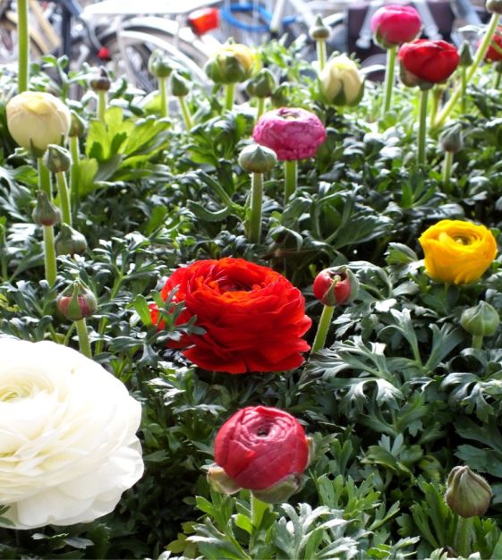large ranunculus flower