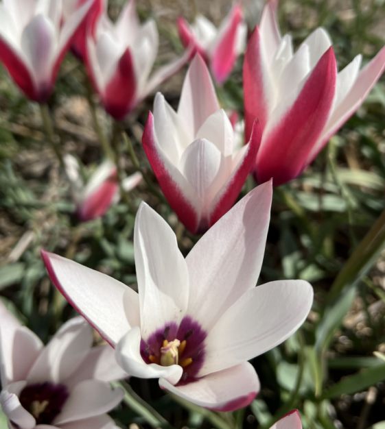 peppermint stick flower