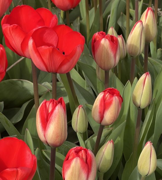 red impression tulips