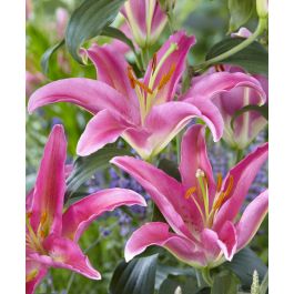 Oriental Lily Mount Cook | Van Engelen Wholesale Flower Bulbs