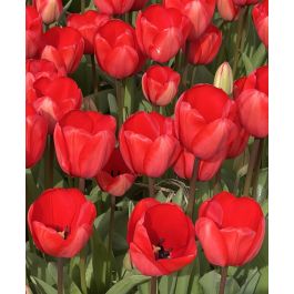 Tulip Red Impression