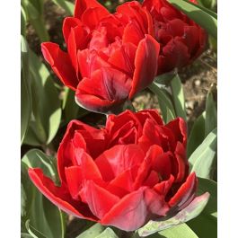 Tulip Red Princess | Van Engelen Wholesale Flower Bulbs