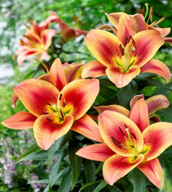 Montego Bay Jamaica Flowers Florist Montego Bay Flower Delivery
