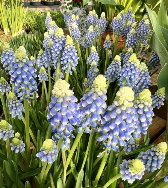 Muscari armeniacum Julia | Van Engelen Wholesale Flower Bulbs