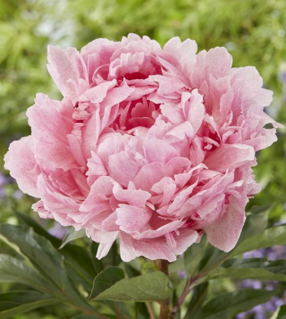 Peony Pietertje Vriend Wagenaar | Van Engelen Wholesale Flower Bulbs