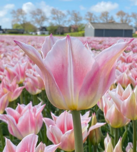 Tulip Ballade Lady | Van Engelen Wholesale Flower Bulbs