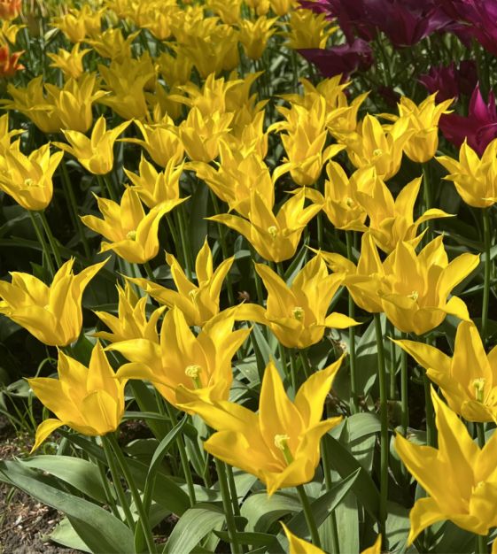 Lily Flowering Tulip Flashback | Van Engelen Wholesale Flower Bulbs