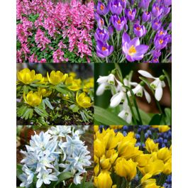 Collection O: The Stinzenplanten Lawn | Van Engelen Wholesale Flower Bulbs
