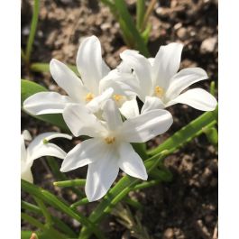 Chionodoxa luciliae alba