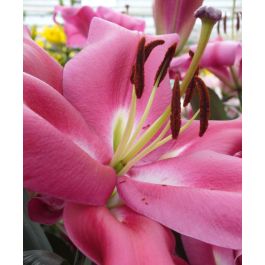 Orienpet Lily Robina | Van Engelen Wholesale Flower Bulbs