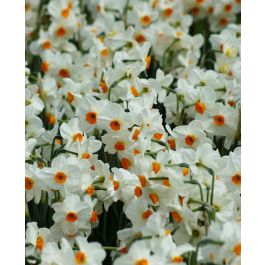 Tazetta Narcissus Geranium | Van Engelen Wholesale Flower Bulbs