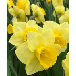 Narcissus Golden Salome