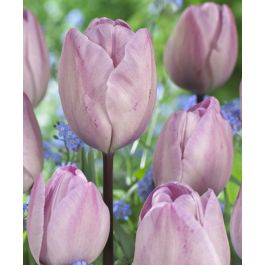 Tulip Jacuzzi | Van Engelen Wholesale Flower Bulbs