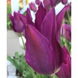 Tulip Purple Dream