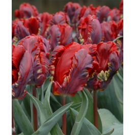 Red Ruffled Tulip