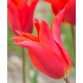 Lily Flowering Tulip Royal Charm | Van Engelen Wholesale Flower Bulbs