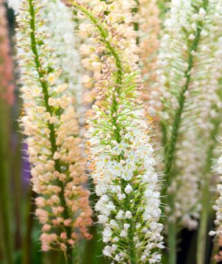 Eremurus | Van Engelen Wholesale Flower Bulbs