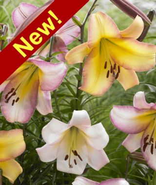 Naturalizing Lily Mixtures | Van Engelen Wholesale Flower Bulbs