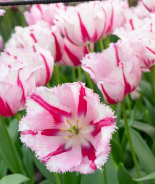 Fringed Tulips | Van Engelen Wholesale Flower Bulbs