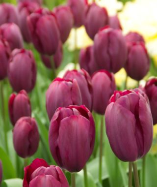 Single Late Tulips | Van Engelen Wholesale Flower Bulbs