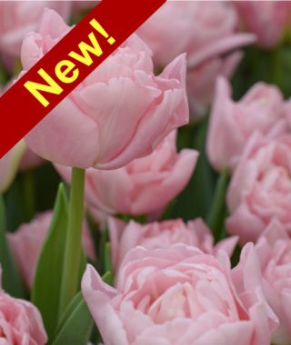 Double Early Tulips | Van Engelen Wholesale Flower Bulbs