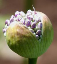 gladiator allium size