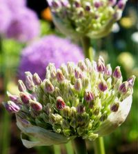 allium gladiator bloom time