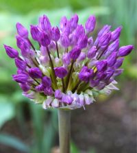 allium gladiator bloom time