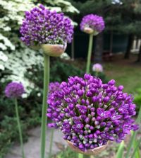allium gladiator bloom time