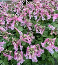 corydalis pink