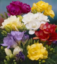 freesia double purple